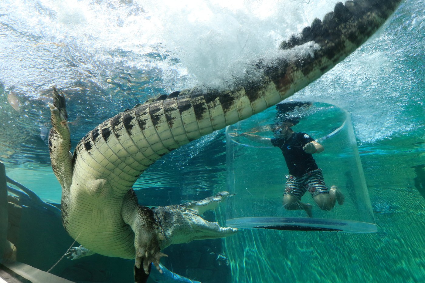 Crocosaurus Cove | Ultimate Croc Experience in Darwin » Dreamtime ...